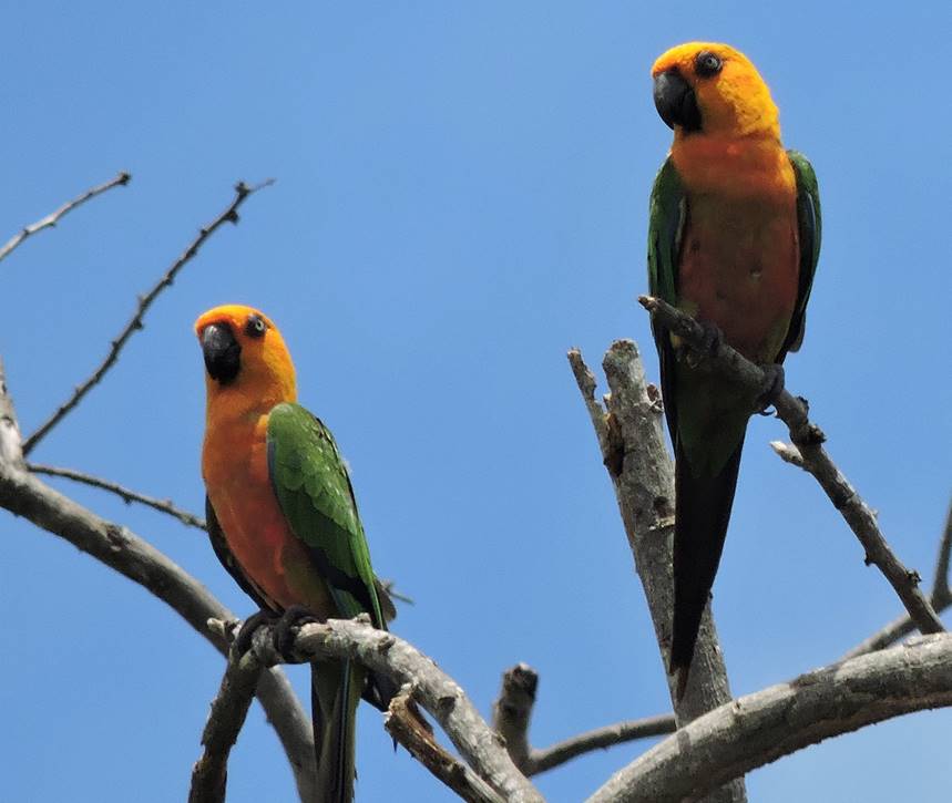 Semana Universitária da Uece terá exposição fotográfica Aves do Campus ...