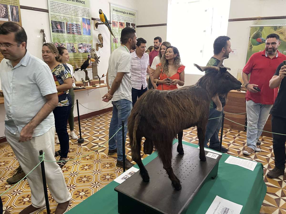 Bode Ioiô é exposto em campus da Uece e atrai público de mais de 700 ...